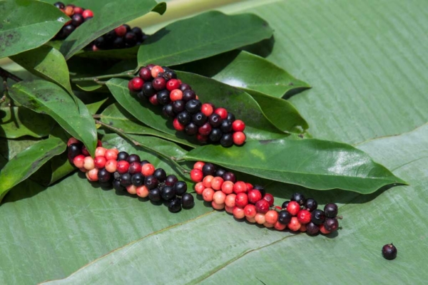 Bignai / Bignay (Antidesma bunius) – Carica Herbal Health Products, Inc.