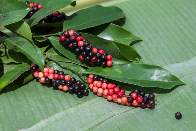 Bignai / Bignay (Antidesma bunius) – Carica Herbal Health Products, Inc.