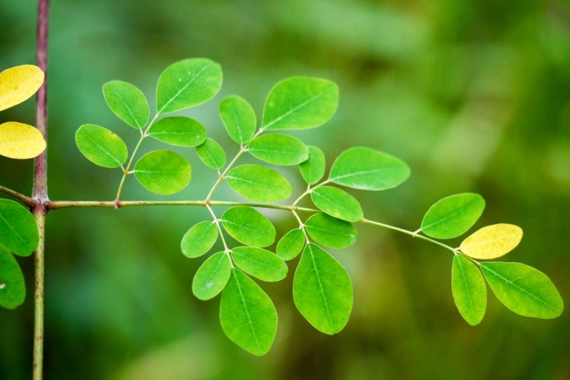 Malunggay (Moringa oleifera) – Carica Herbal Health Products, Inc.